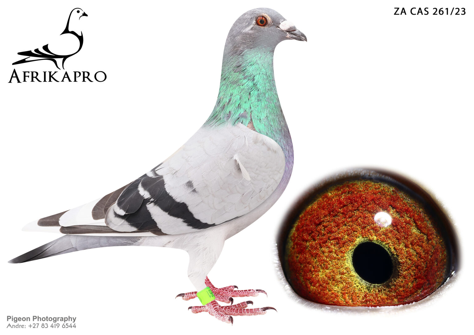 LOT 71 AFRIKAPRO AUCTION 4 A – Karoo Africa – ZA-23-CAS-261 COCK -SIRE ...