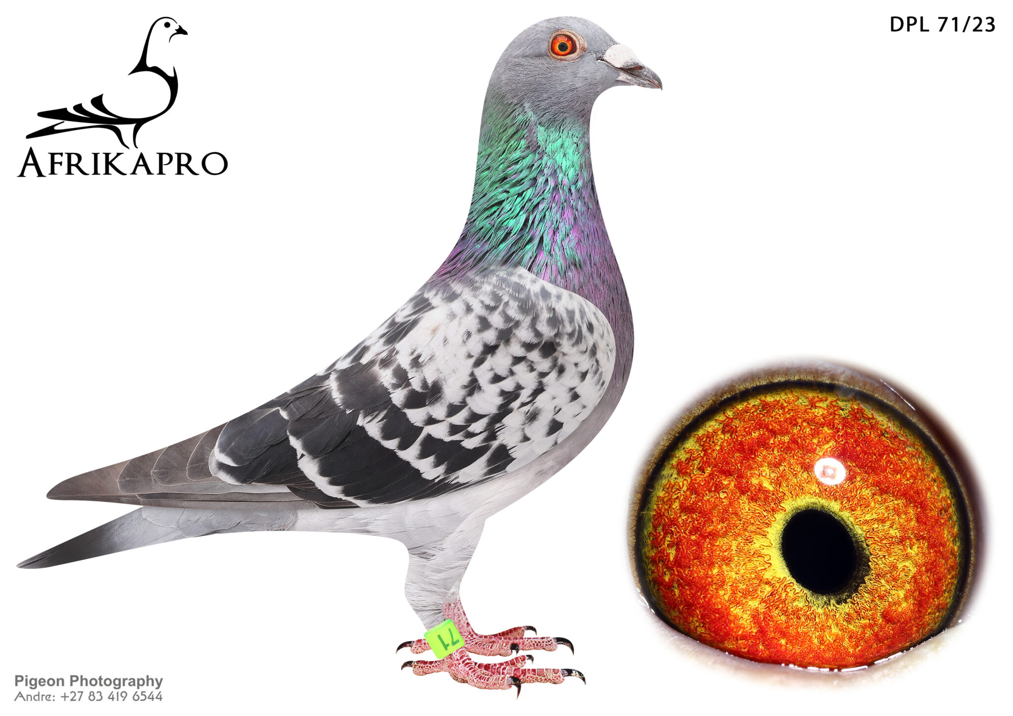 LOT 20 AFRIKAPRO AUCTION 4 A – Dieplaagte / Sterkfontein – ZA-23-DPL-71 HEN-SIRE:ZA-2020-DPL-82 ...