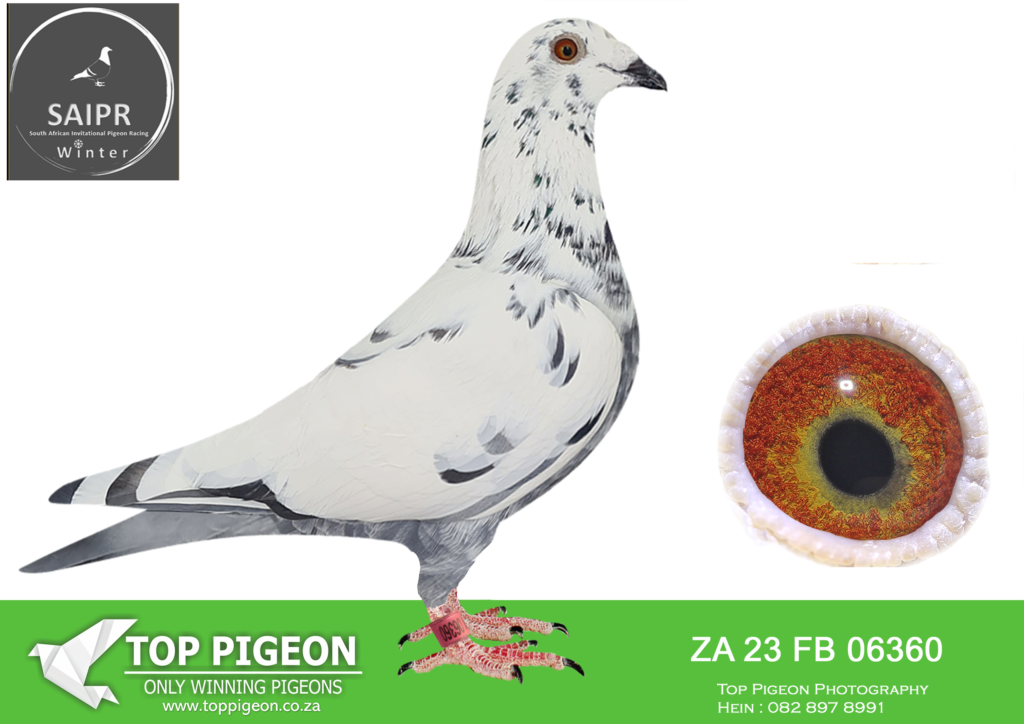 LOT 13 SAIPR AUCTION 2 -LEN KNOETZE – ZA 23 FB 06360 -SIRE:1165 ZA NSHU 21 “EXCLUSIVE”. SIRE IS ...