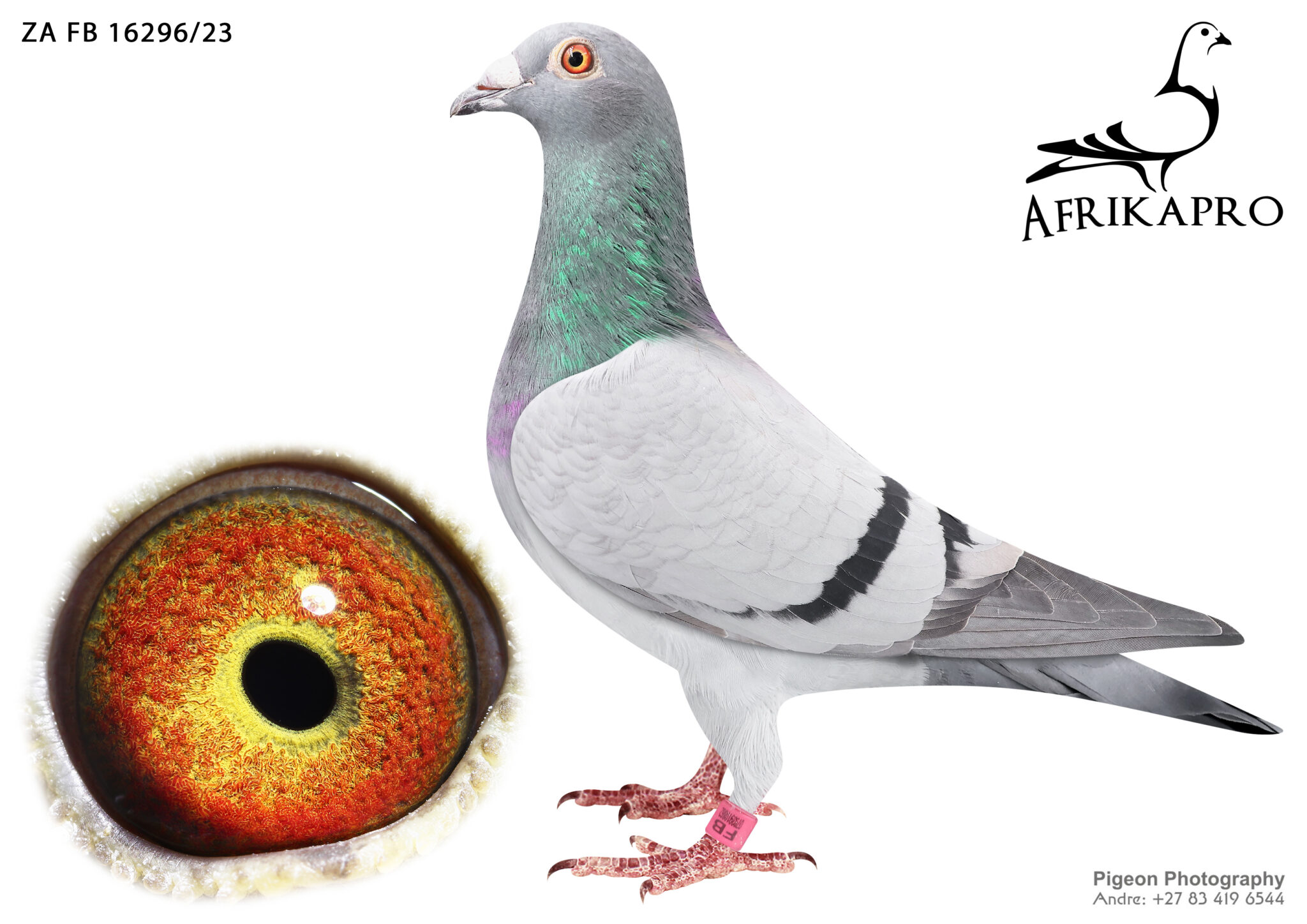 Z..LOT 197 AFRIKAPRO AUCTION 4 B – TEAM VISION ZA-23-FB-16296 HEN-SIRE ...