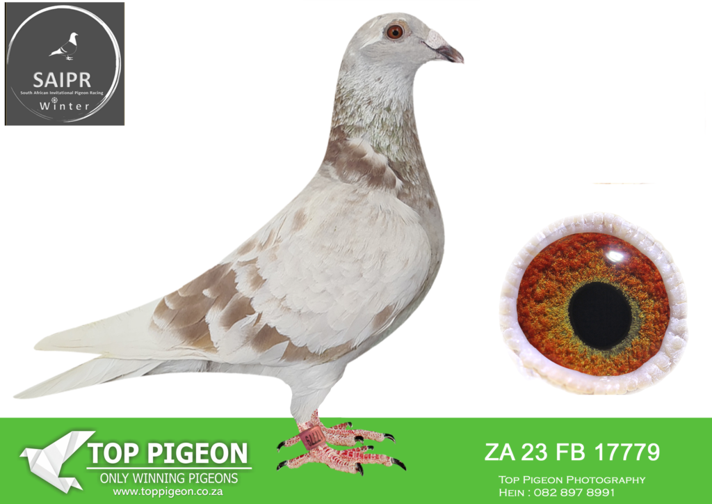 LOT 71 SAIPR AUCTION 2 -LEN KNOETZE – ZA 23 FB 17779 -SIRE:21093 ZA TRPF 16 ‘Chipo’ / ‘Birdy ...