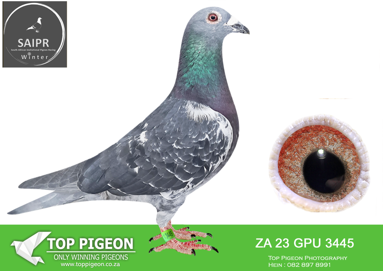 .LOT 5 SAIPR AUCTION 2 – GYS & KINGS – ZA 23 GPU 3445 -BRED BY PIGEON PALACE – SAME BRED SOLD ...