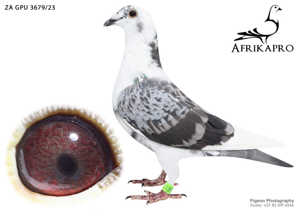 LOT 56 AFRIKAPRO AUCTION 4 A – Mark Erasmus / Andries Small – ZA-23-GPU-3679 COCK-SIRE:ZA 11 ...