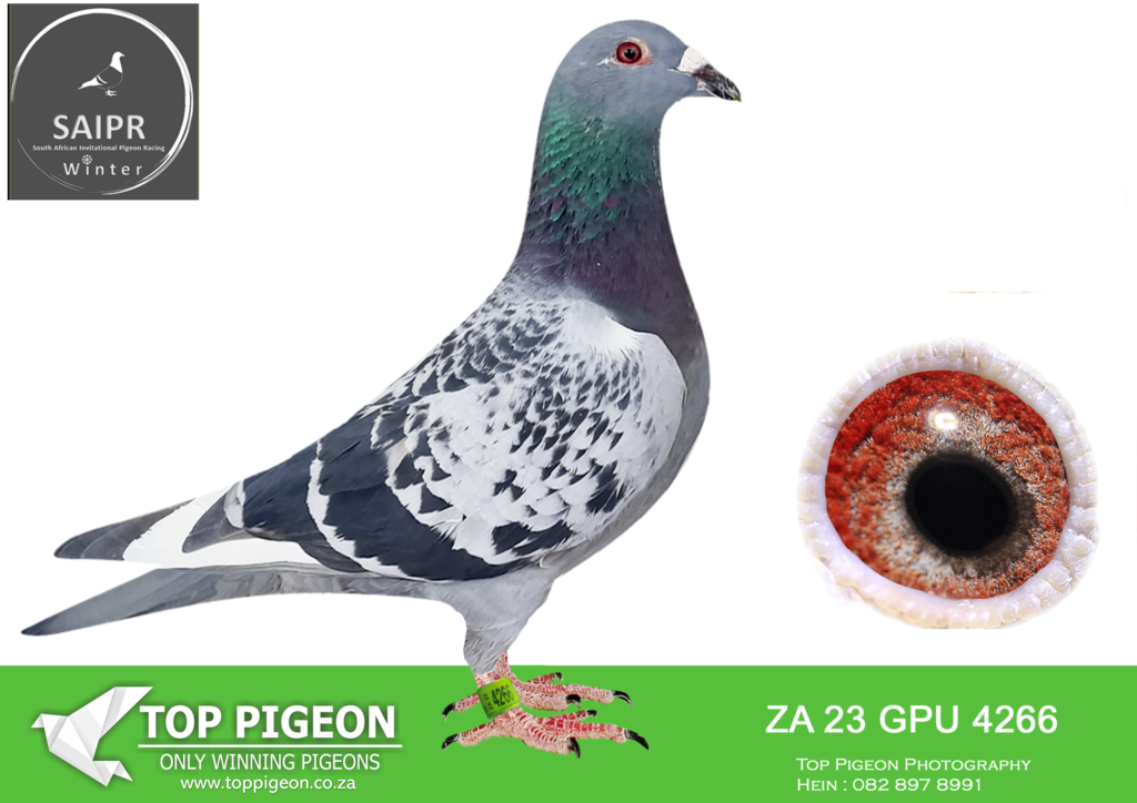 LOT 45 SAIPR AUCTION 2 -TOP PIGEON/BENEKE LOFTS – ZA 24 ABL 1421 -This ...