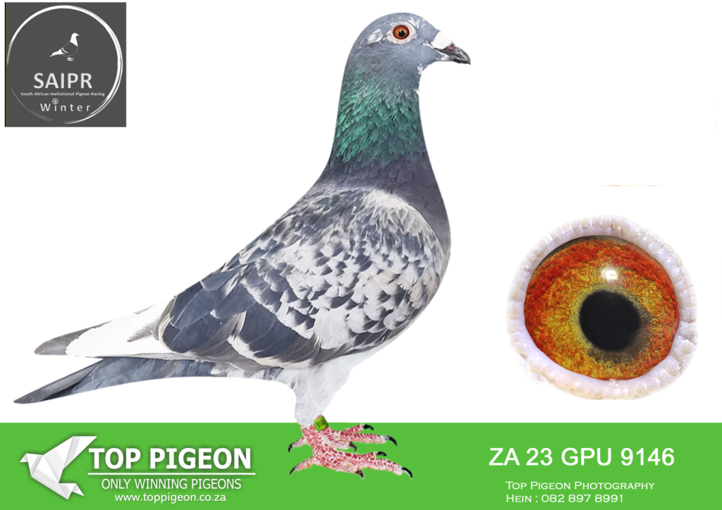 LOT 45 SAIPR AUCTION 2 -TOP PIGEON/BENEKE LOFTS – ZA 24 ABL 1421 -This is very special bred. The ...