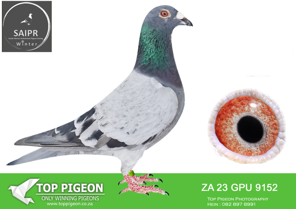 LOT 45 SAIPR AUCTION 2 -TOP PIGEON/BENEKE LOFTS – ZA 24 ABL 1421 -This is very special bred. The ...