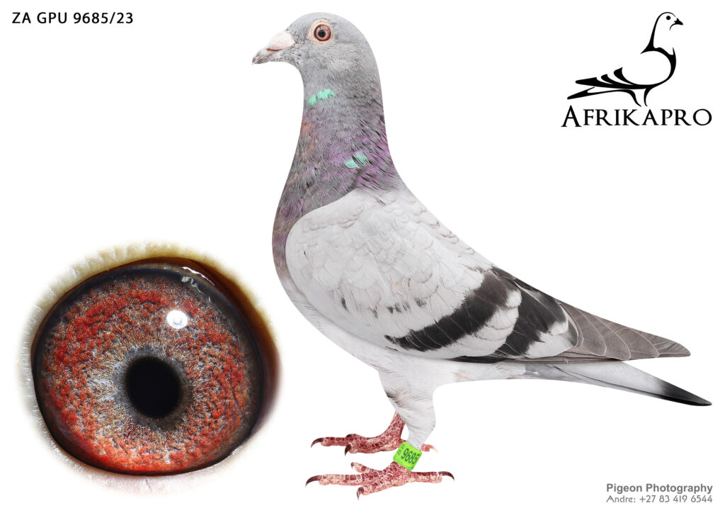 LOT 93 AFRIKAPRO AUCTION 4 B -TEAM VISION – ZA 23 SDHU 0678 COCK -SIRE ...