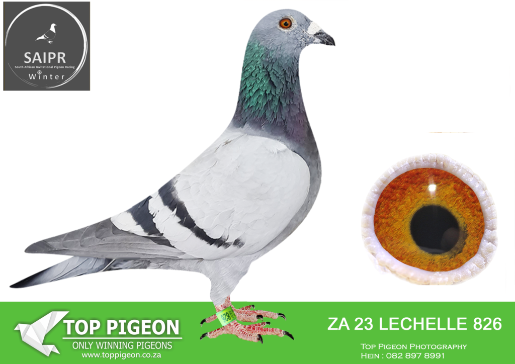 LOT 55 SAIPR AUCTION 2 -RADFORD RACING – ZA 24 RADR 156 -SIRE:196 ZA 20 ABL. DIRK VAN DEN BULCK ...