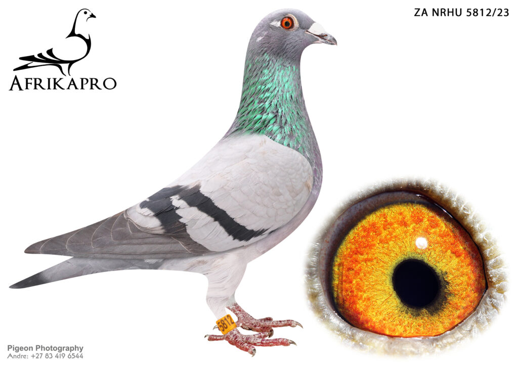 LOT 61 AFRIKAPRO AUCTION 4 A – Marthinus Hartman 1 – ZA-23-NRHU-5812 ...