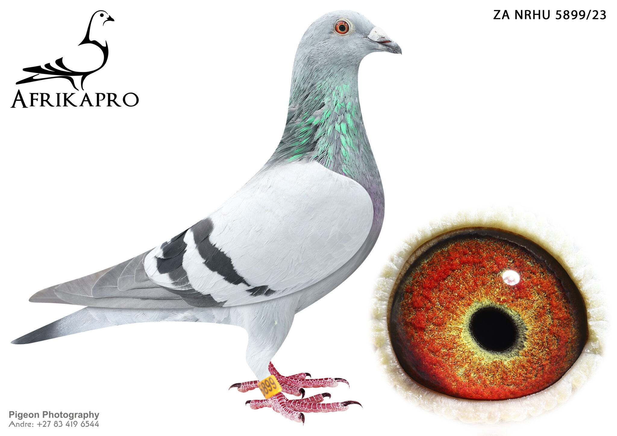 Z..LOT 188 AFRIKAPRO AUCTION 4 B – MARTHINUS HARTMAN – ZA-23-NRHU-5899 ...