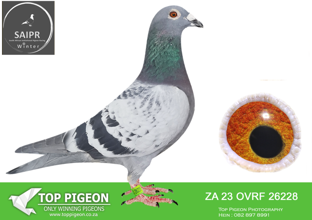 LOT 13 SAIPR AUCTION 2 -LEN KNOETZE – ZA 23 FB 06360 -SIRE:1165 ZA NSHU 21 “EXCLUSIVE”. SIRE IS ...