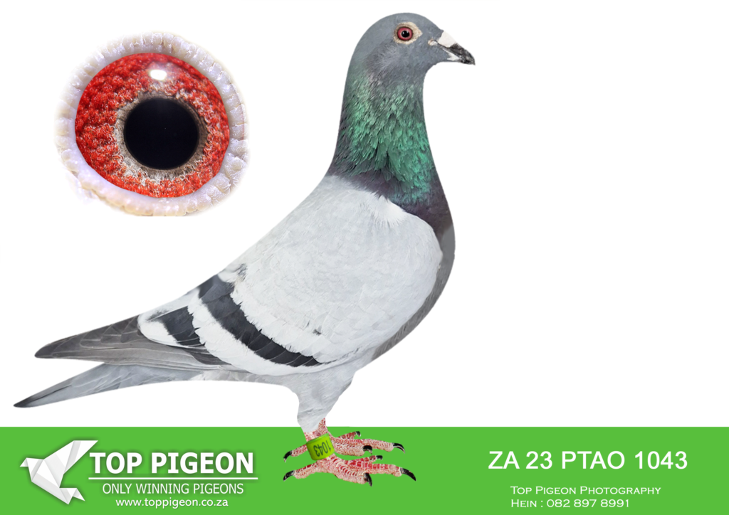 LOT 19 EARLY DECEMBER -PROF DE JAGER – ZA 23 PTAO 1043 -SIRE: 84471 ZA ...