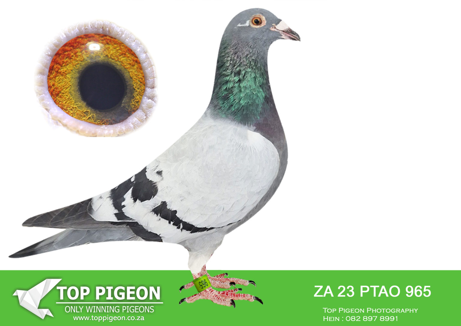 LOT 12 EARLY DECEMBER -PROF DE JAGER – ZA 23 PTAO 965 -SIRE:6097 ZA 19 ...