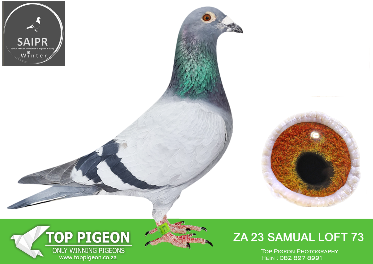 .LOT 1 SAIPR AUCTION 2 – SAMUEL LOFTS – ZA 23 SAMUAL LOFTS 73 -SIRE: 271 OOA 23 ZA.Alias “SUPER ...