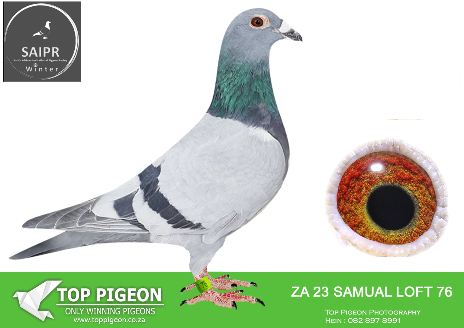 LOT 34 SAIPR AUCTION 2 -SAMUEL LOFTS – ZA 23 SAMUEL LOFTS 76 -IRE:164 DV 17 07274.Strain: HARDY ...