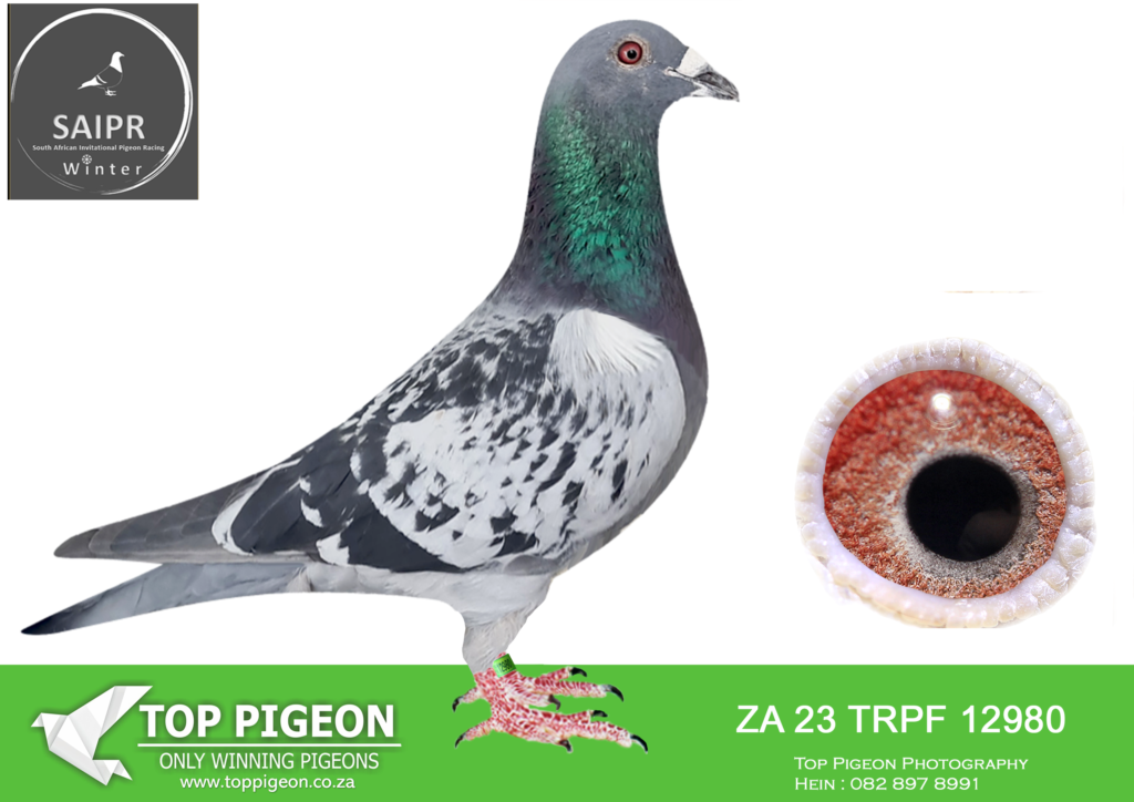 LOT 45 SAIPR AUCTION 2 -TOP PIGEON/BENEKE LOFTS – ZA 24 ABL 1421 -This is very special bred. The ...