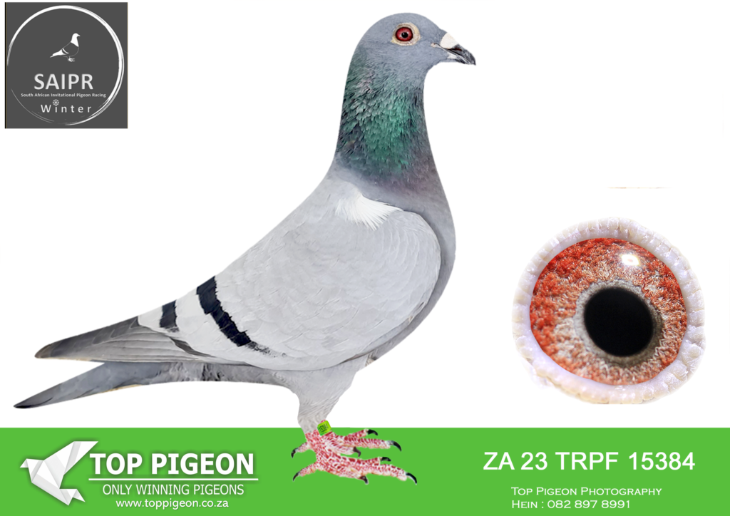 LOT 55 SAIPR AUCTION 2 -RADFORD RACING – ZA 24 RADR 156 -SIRE:196 ZA 20 ABL. DIRK VAN DEN BULCK ...