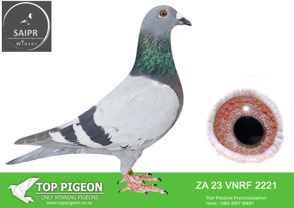 LOT 65 SAIPR AUCTION 2 -RADFORD RACING – ZA 24 RADR 162 -SIRE:196 ZA 20 ABL. DIRK VAN DEN BULCK ...