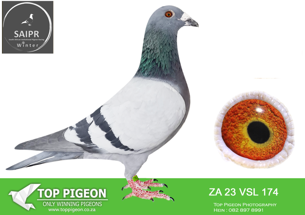 LOT 45 SAIPR AUCTION 2 -TOP PIGEON/BENEKE LOFTS – ZA 24 ABL 1421 -This is very special bred. The ...
