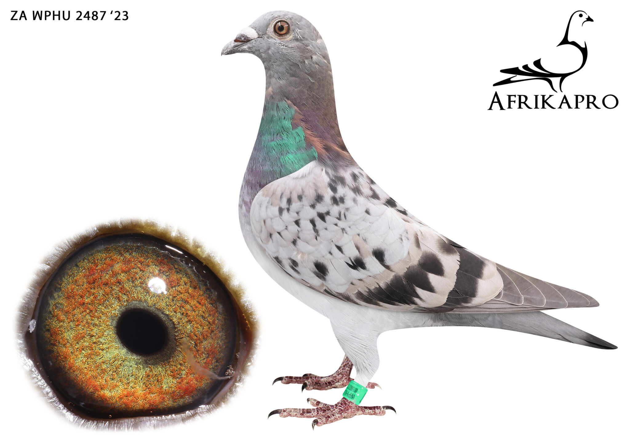 Live auctions - Top Pigeon