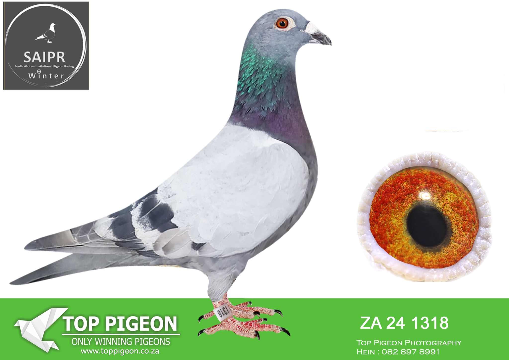 .LOT 9 R500 BARGAIN BOX -VD LOFTS – ZA 24 1318 -SIRE: ZA OP 2020 18545.. BRED FROM TO IMPORTED ...