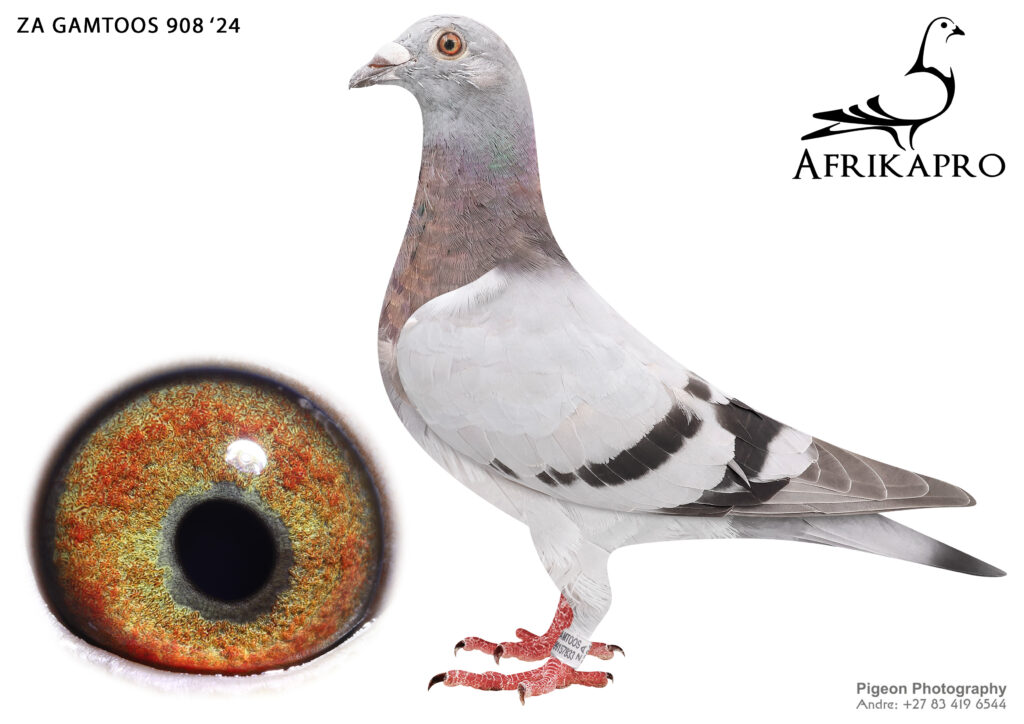 LOT 75 AFRIKAPRO AUCTION 4 A – Munnik & Strydom – ZA-24-GAMTOOS-908 ...