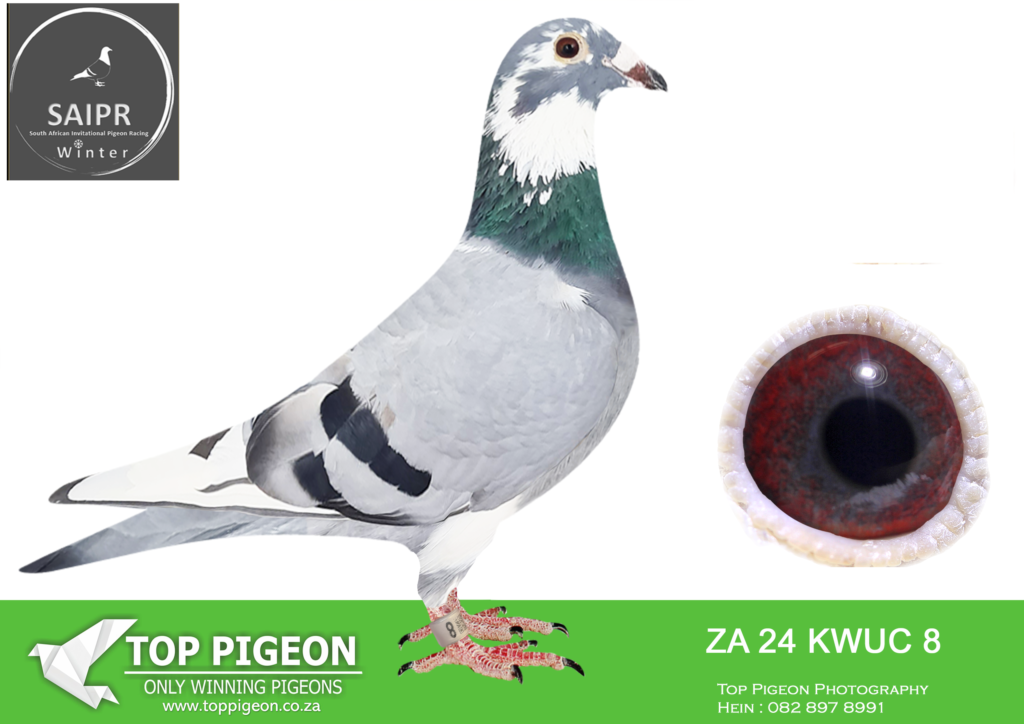 LOT 10 R500 BARGAIN BOX -STOCKHOLM/DRAGON – ZA 24 KWUC 8 -SIRE: 2378 ZA 19 NB. HOUBEN/OLD ACE ...