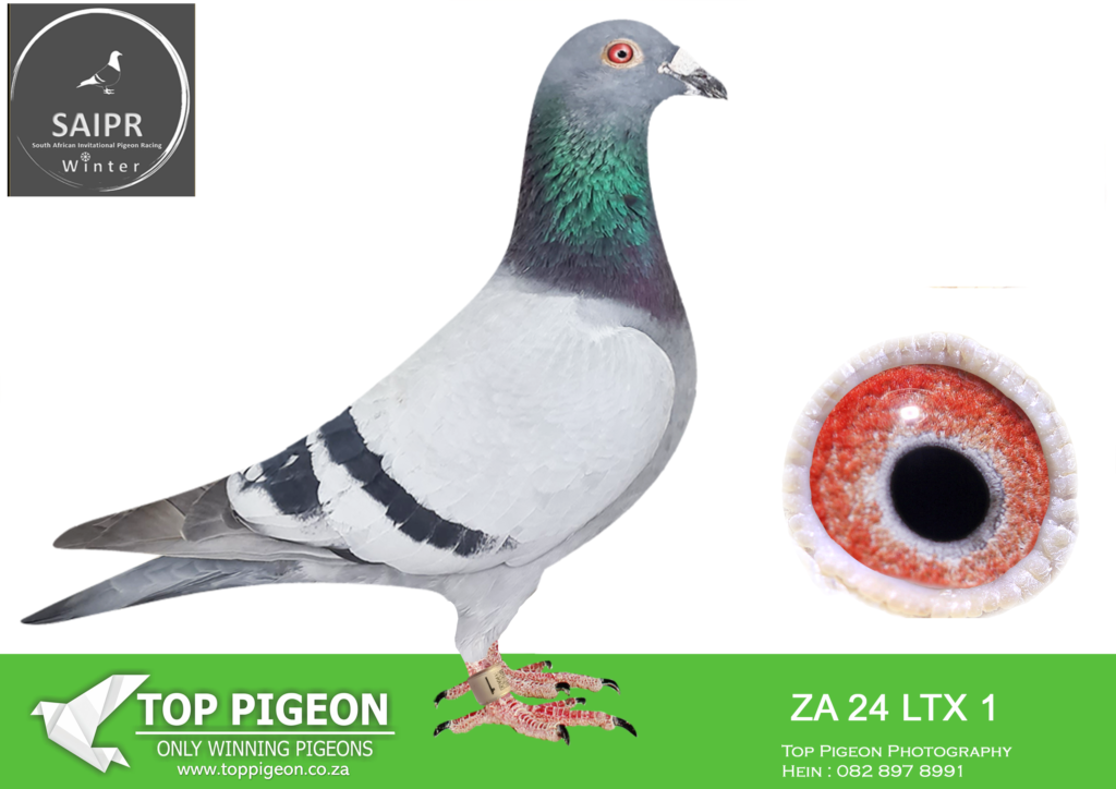 LOT 13 SAIPR AUCTION 2 -LEN KNOETZE – ZA 23 FB 06360 -SIRE:1165 ZA NSHU 21 “EXCLUSIVE”. SIRE IS ...