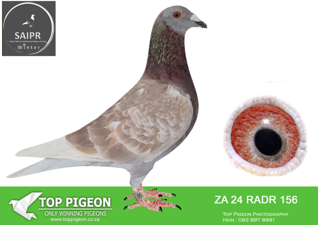 LOT 55 SAIPR AUCTION 2 -RADFORD RACING – ZA 24 RADR 156 -SIRE:196 ZA 20 ABL. DIRK VAN DEN BULCK ...