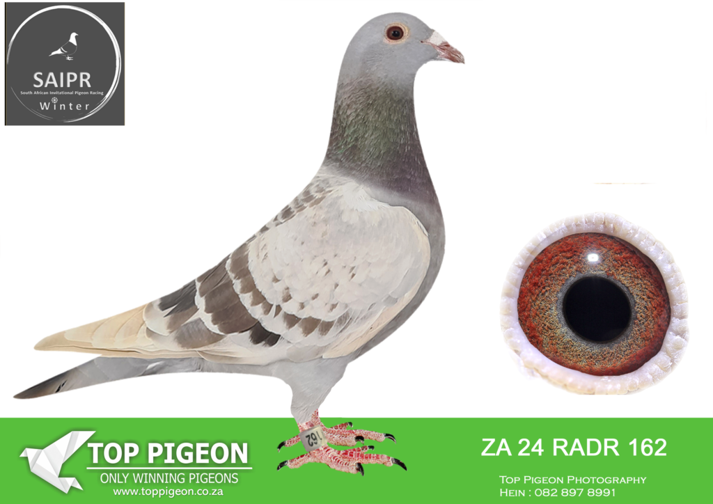 LOT 65 SAIPR AUCTION 2 -RADFORD RACING – ZA 24 RADR 162 -SIRE:196 ZA 20 ABL. DIRK VAN DEN BULCK ...