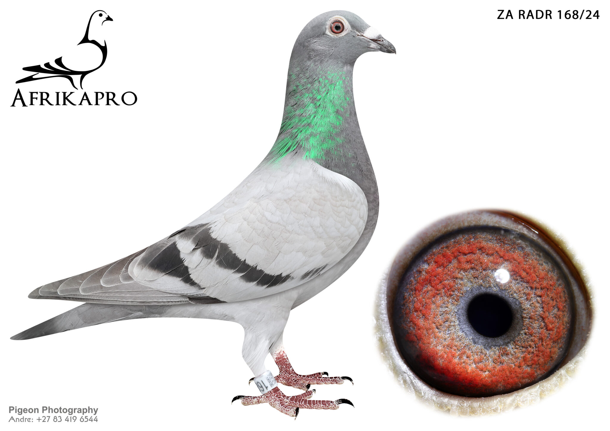 LOT 18 AFRIKAPRO AUCTION 4 A – EDG & Radford/Visser – ZA-24-RADR-168 COCK-SIRE: 8042 ZA 23 VPU ...