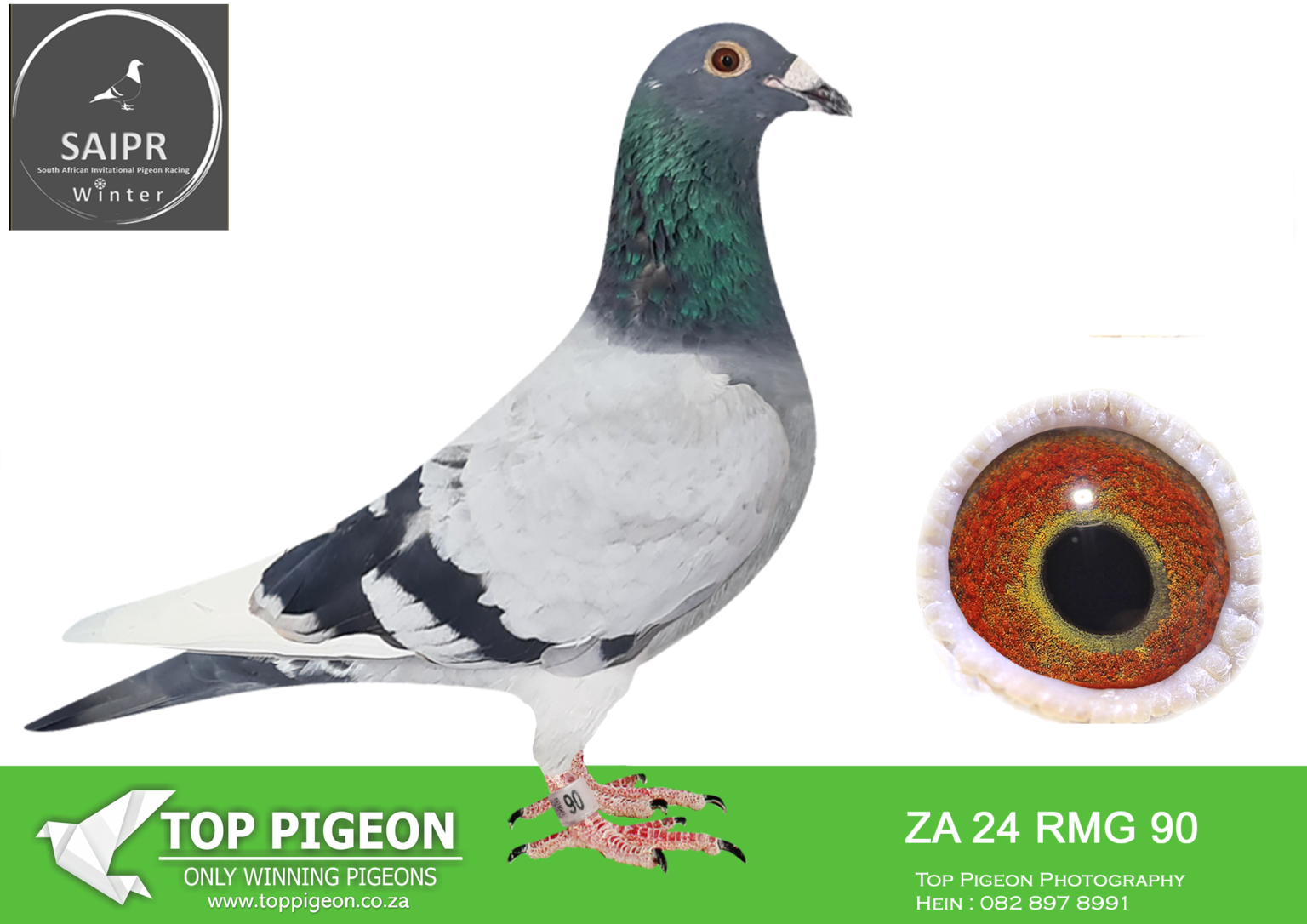 LOT 56 SAIPR AUCTION 2 -RMG – ZA 24 RMG 90 -SIRE:9293 PL 0225 21. PORSCHE PRINCE”.PORSCHE X ...