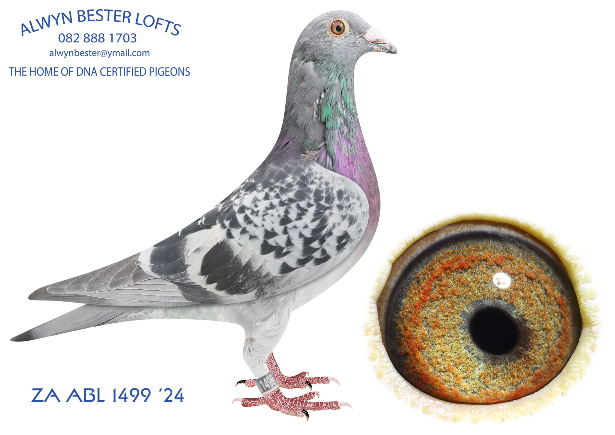 LOT 41 EARLY DECEMBER -ALWYN BESTER – ZA 24 ABL 1499 —-SIRE:9895 ZA 23 VPU “CHRISTIANO’S PRIDE ...