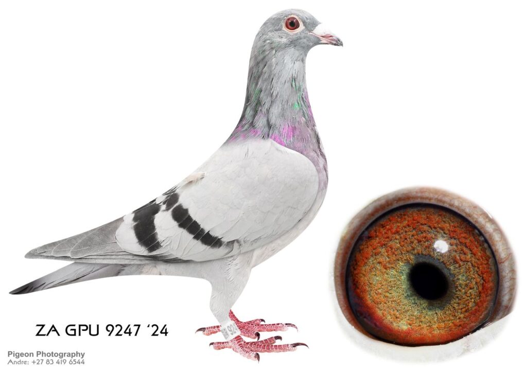 LOT 45 DANIE SCHOLTZ / JACO FAUL -ZA 24 GPU 9247 BBAR HEN – SIRE:7993 ZA 22 HPT. Alias “JB X HG ...