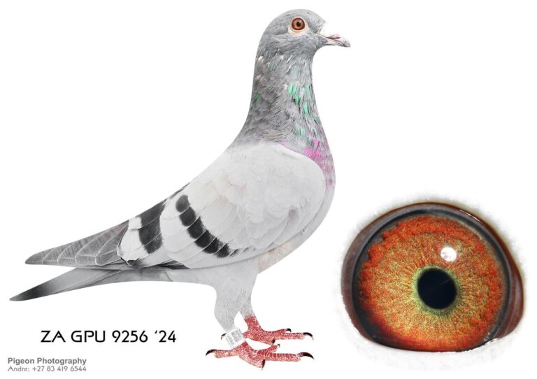 LOT 30 DANIE SCHOLTZ / JACO FAUL -ZA 24 GPU 9256 BBAR HEN – Brother x Sister mating, bred back ...