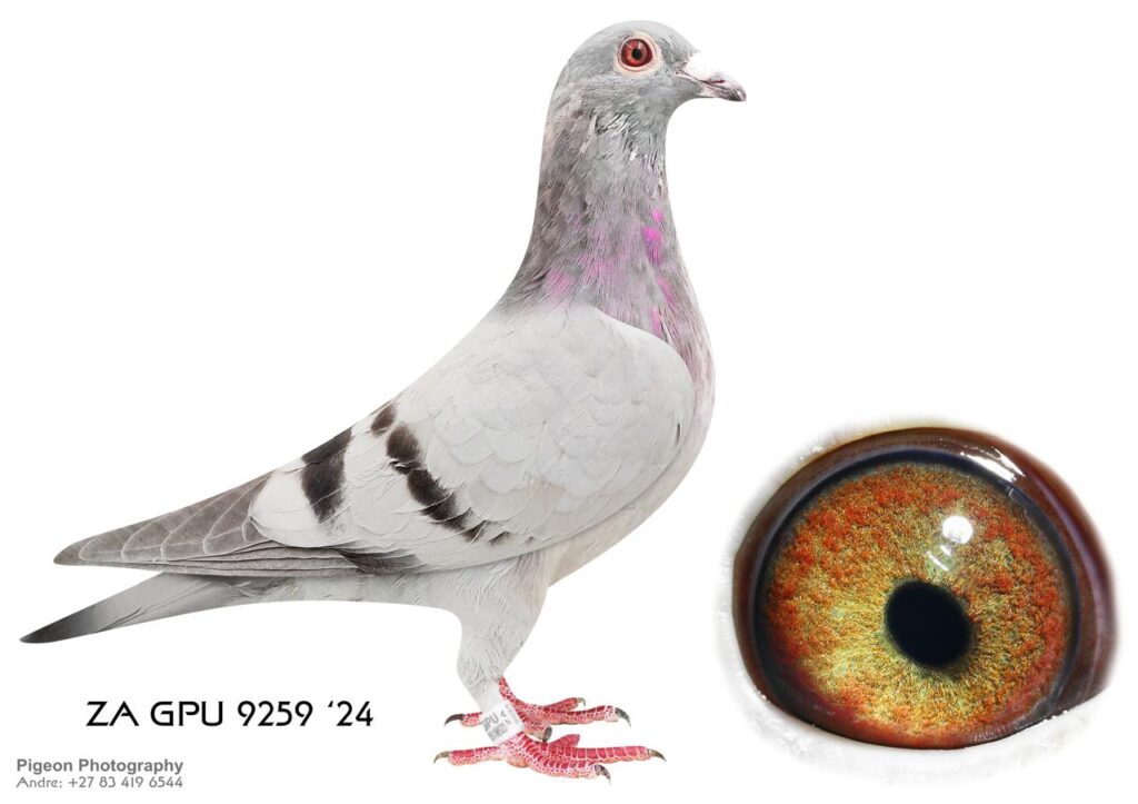 LOT 26 DANIE SCHOLTZ / JACO FAUL -ZA 24 GPU 9259 BBAR HEN – SIRE:7964 ZA 22 HPT . Alias “CATCH ...