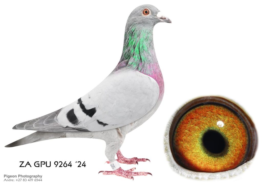 LOT 15 DANIE SCHOLTZ / JACO FAUL -ZA 24 GPU 9264 BBWF COCK – Bred for stock from our best SABLON ...