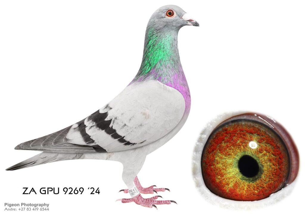 LOT 20 DANIE SCHOLTZ / JACO FAUL -ZA 24 GPU 9269 BBAR COCK – Bred for stock, bred back 4 times ...