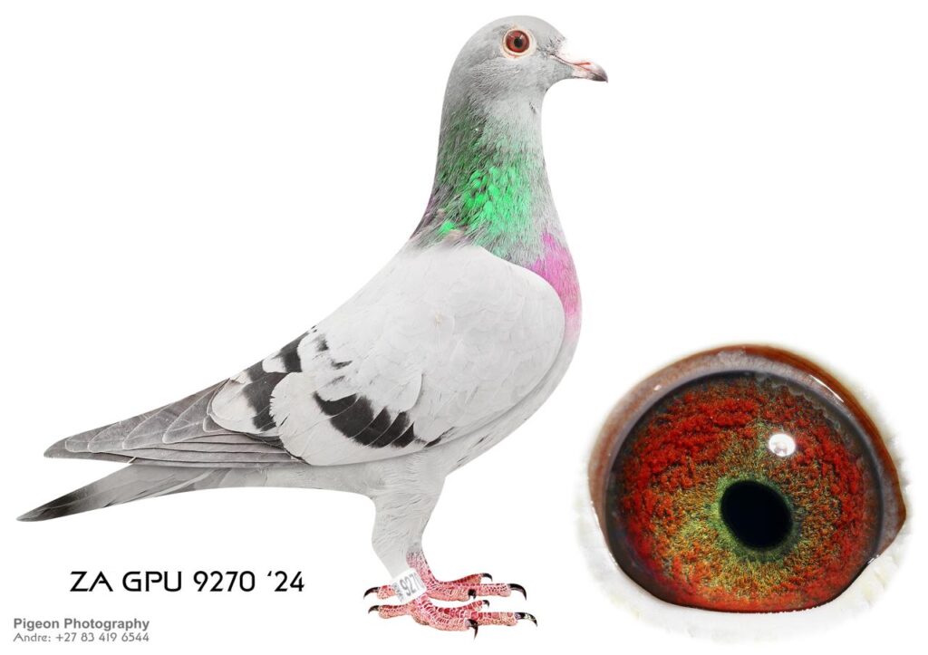 .LOT 1 DANIE SCHOLTZ / JACO FAUL – ZA 24 GPU 9270 BBAR HEN – Bred for stock, bred back 4 times ...