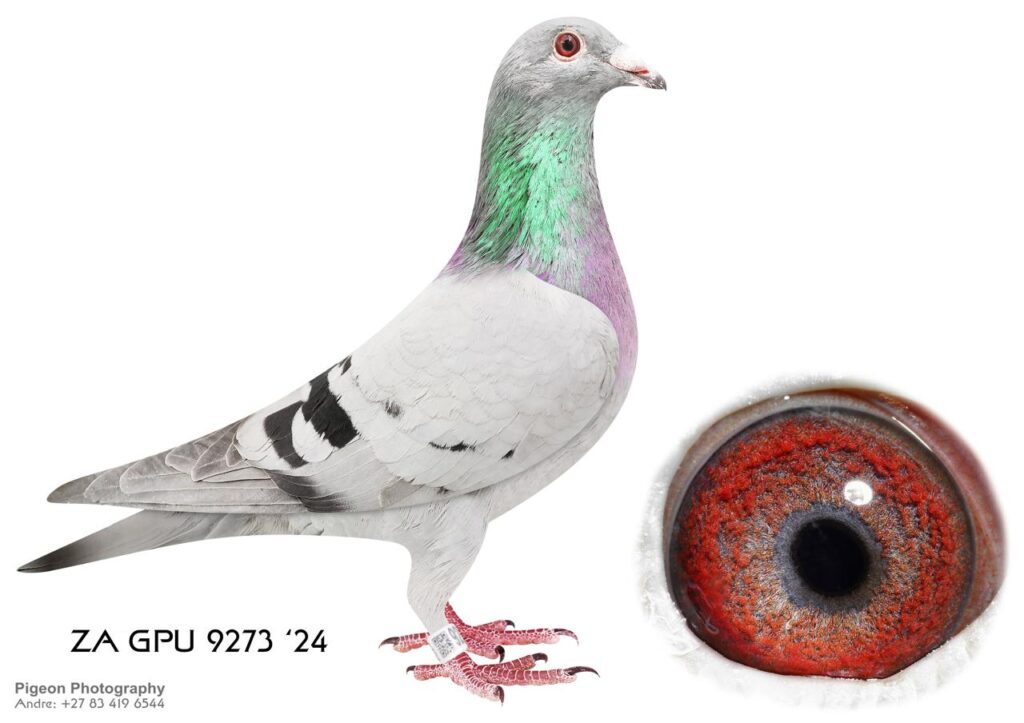 LOT 41 DANIE SCHOLTZ / JACO FAUL -ZA 24 GPU 9273 BBAR COCK – Line bred for stock back to GOLDEN ...