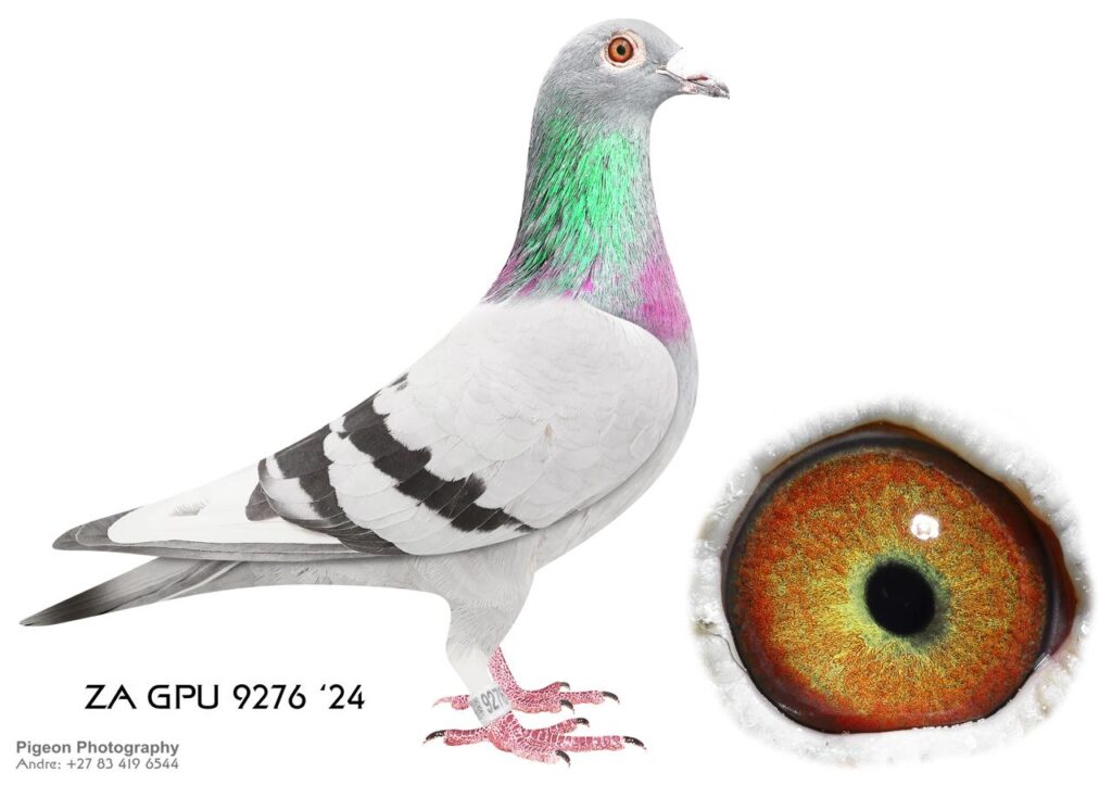 LOT 24 DANIE SCHOLTZ / JACO FAUL -ZA 24 GPU 9276 BBWF COCK – Bred for stock, SABLON x TOM LOCK ...