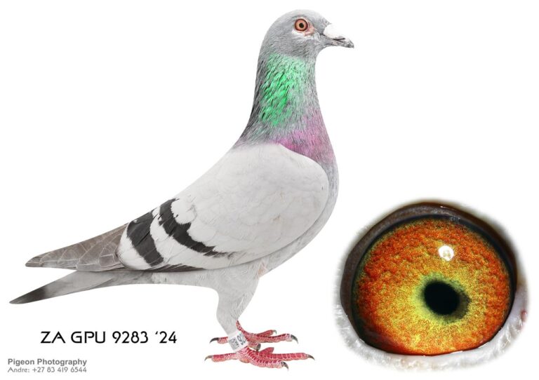 LOT 39 DANIE SCHOLTZ / JACO FAUL -ZA 24 GPU 9283 BBAR COCK – Bred for stock from our best SABLON ...