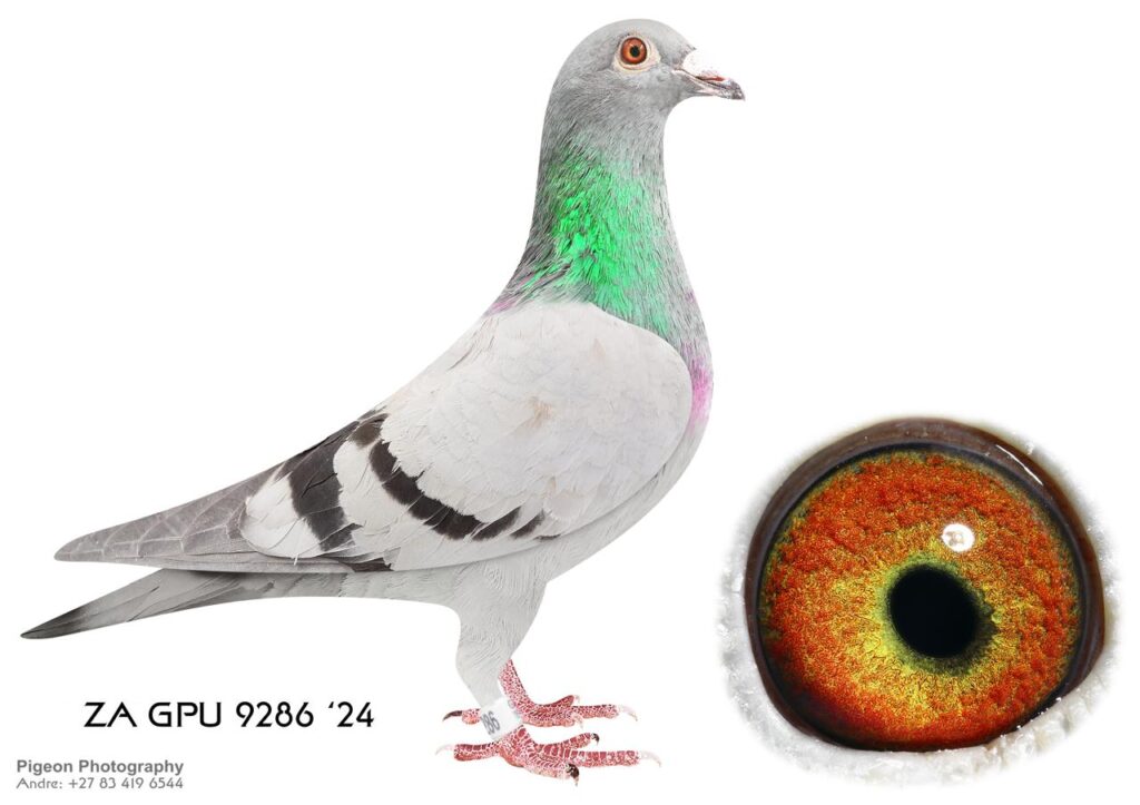 LOT 40 DANIE SCHOLTZ / JACO FAUL -ZA 24 GPU 9286 BB HEN – Brother x Sister mating, bred back to ...