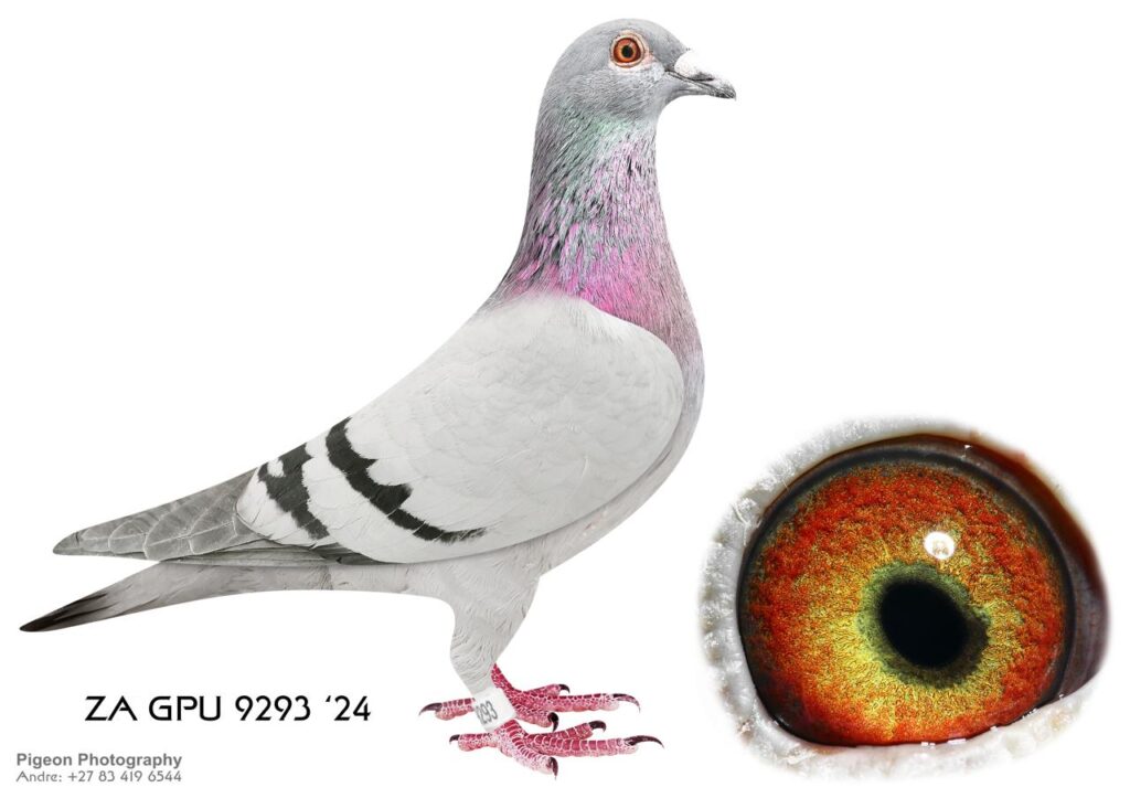 LOT 17 DANIE SCHOLTZ / JACO FAUL -ZA 24 GPU 9293 BBAR COCK – Bred for stock from our best SABLON ...