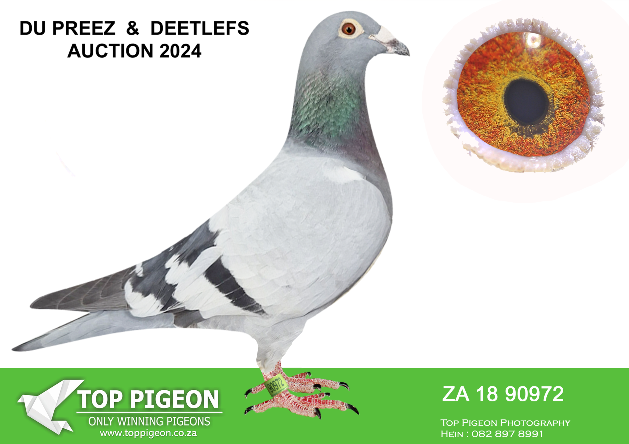 LOT 52 DU PREEZ & DEETLEFS – ZA 18 SANPO 90972 HEN-SCORED 3 X TIMES CLUB 2022. VERY GOOD LONG ...