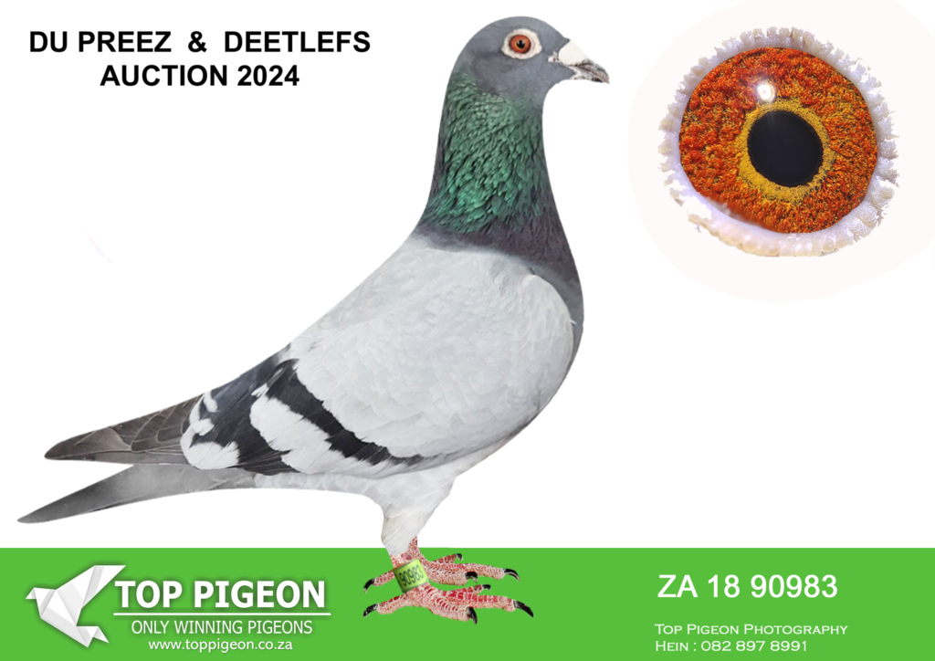Z..LOT 101 DU PREEZ & DEETLEFS – ZA 18 SANPO 90983 COCK-SISTER 18-82478 – 3 X WINNER82478 BRED ...