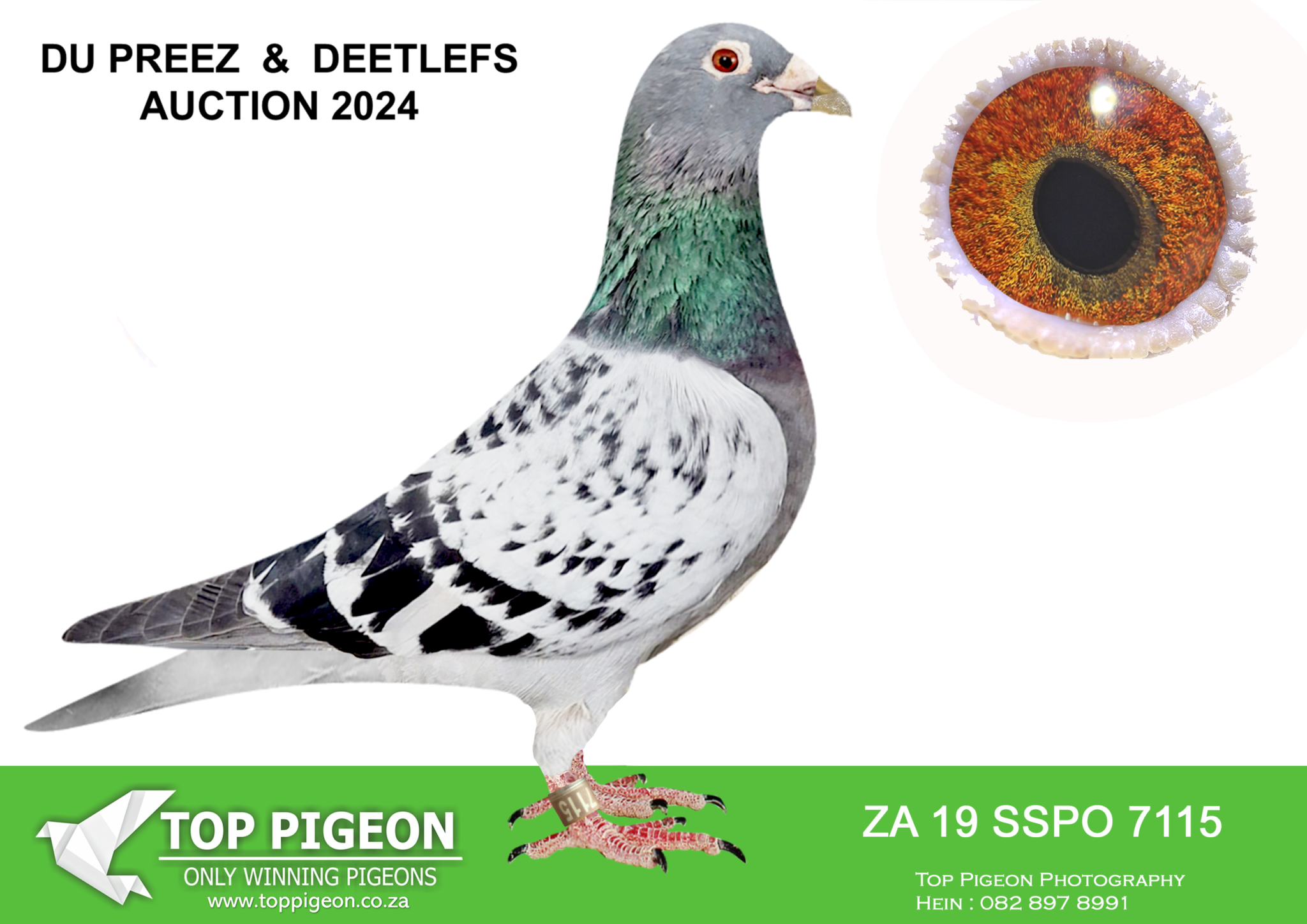 LOT 19 DU PREEZ & DEETLEFS – ZA 19 SSPO 7115 HEN-BRED WINNERS .EQUAL ...