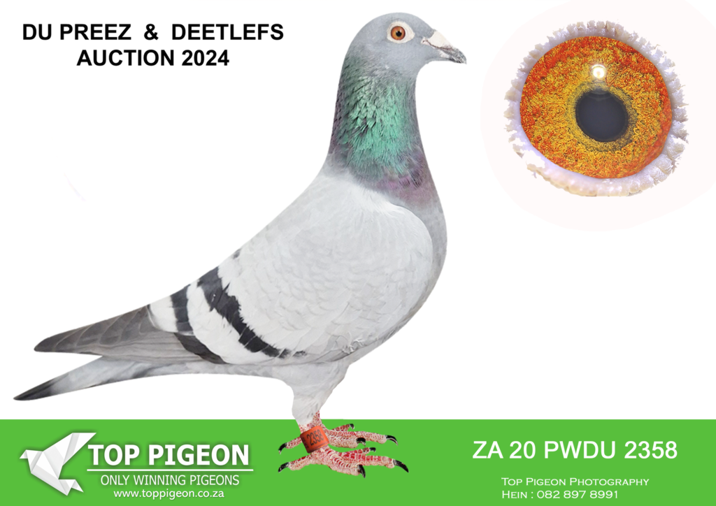 .LOT 6 DU PREEZ & DEETLEFS – ZA 20 PWDU 2358 HEN-SCORED 7 TIMES CLUB ...