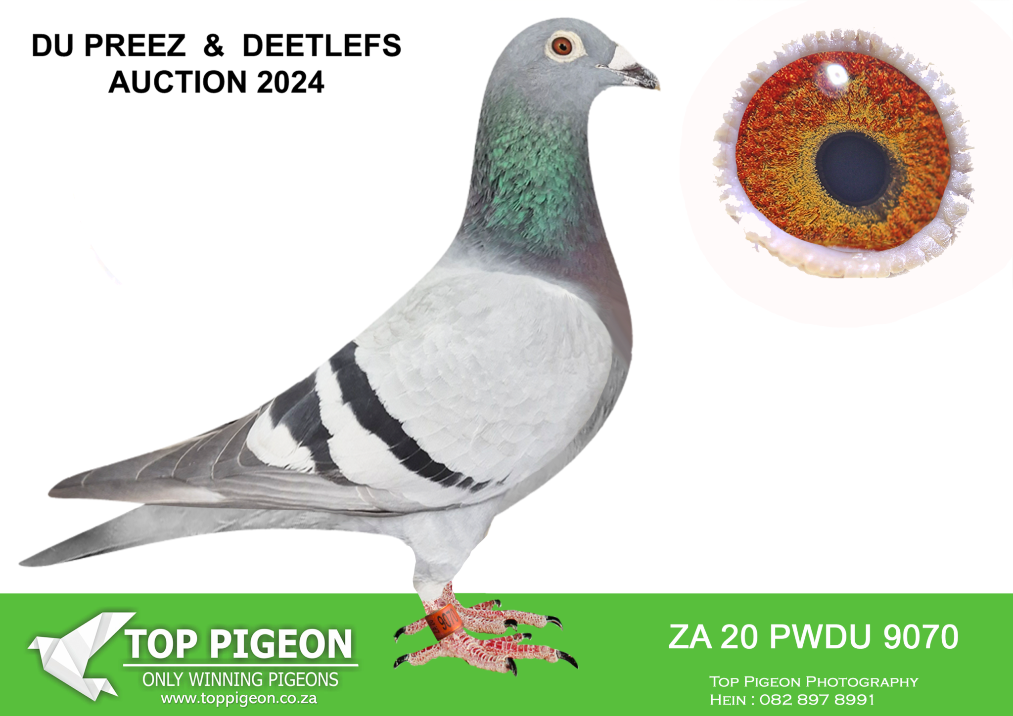 .LOT 4 SUNSET AUCTION –ZA 20 PWDU 9070 HEN-SCORED 6 X TIMES IN CLUB ...