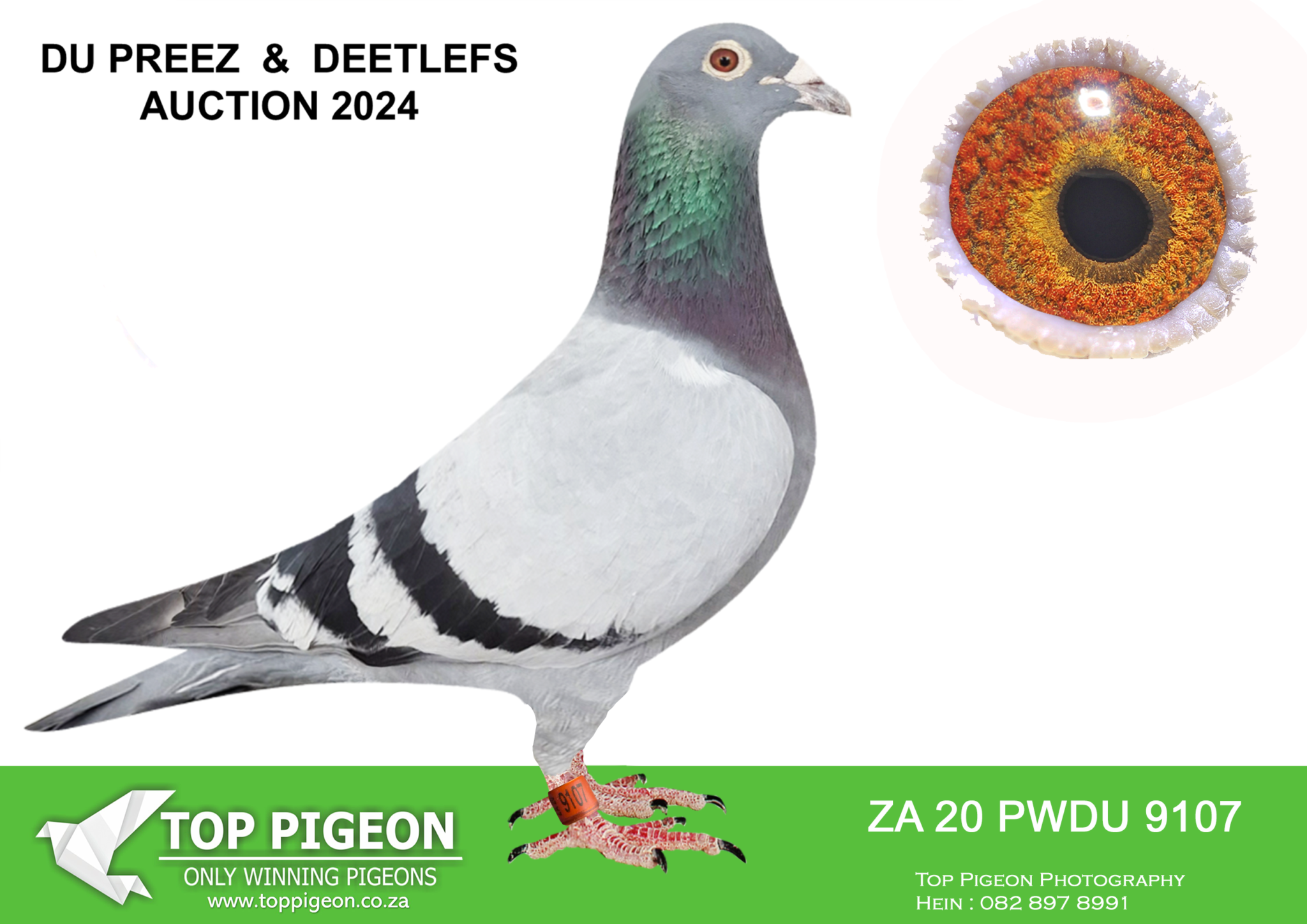 Z..LOT 228 DU PREEZ & DEETLEFS – ZA 20 PWDU 9107 COCK- . WINNER 2022 ...